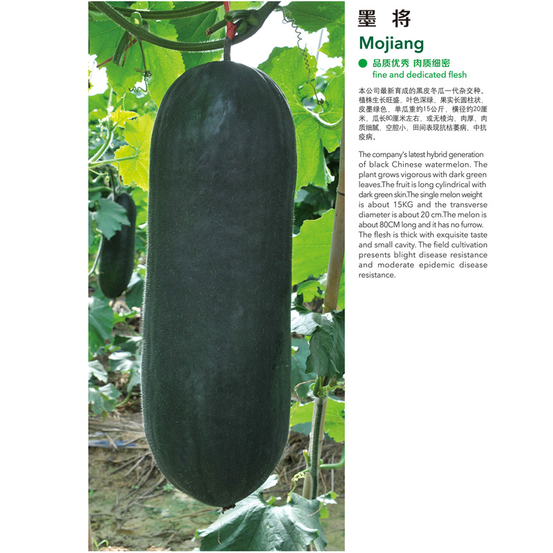 Mojiang Hybrid Black Skin White Gourd Seeds Chinese Watermelon Seeds ...