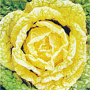 Yellow snowball,Leafy vegetable