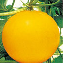 Hefei Hefeng Seed Co.,Ltd has been producing quality seeds for 26 years ...