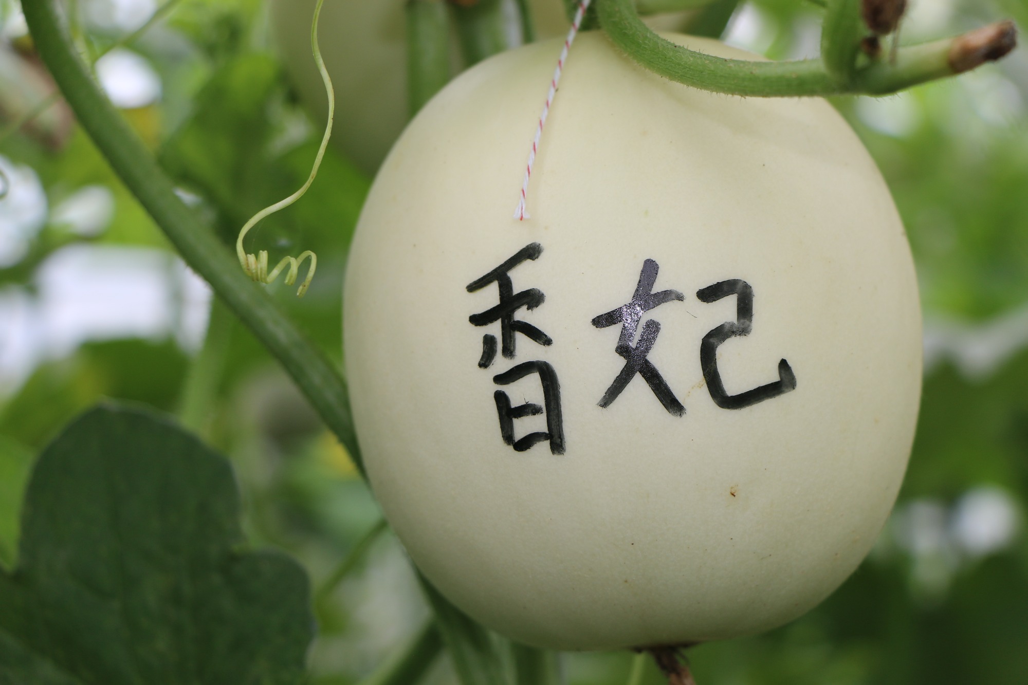 HFSM010 Round White Hami Seeds