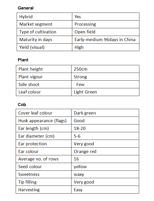 Hfc004 F1 Maize for Grains The Highest Yield Seeds