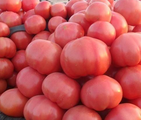 Indeterminate Pink Tomato Seeds
