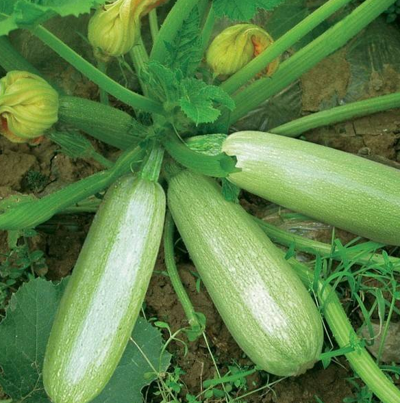 Hybrid Smooth Light Green Skin Squash Wissam Seeds