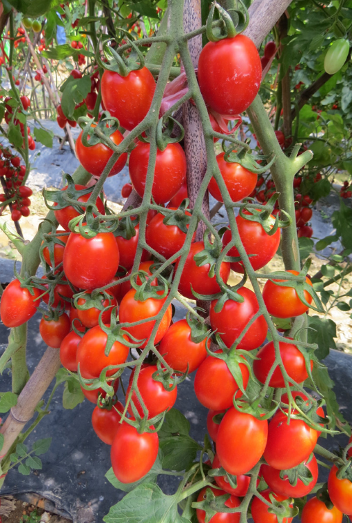 Good Quality Early Maturity Cherry Tomato Seeds