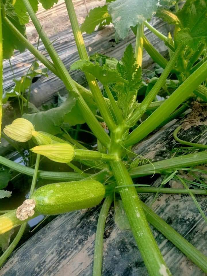 Chinese F1 Hybrid Green Late Summer Squash/Zucchini Seeds,summer squash