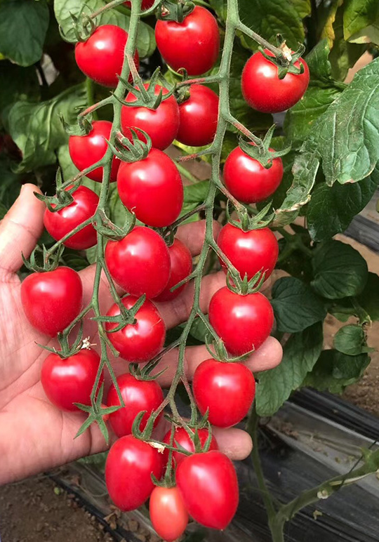 Good Quality Early Maturity Cherry Tomato Seeds