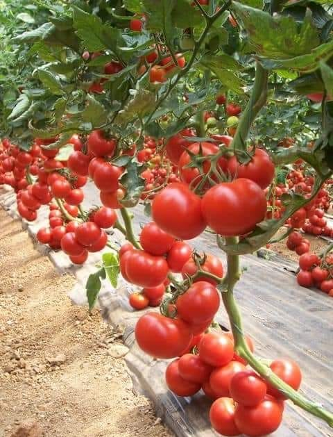 Determinate F1 Hybrid Round Red Tomato Seeds
