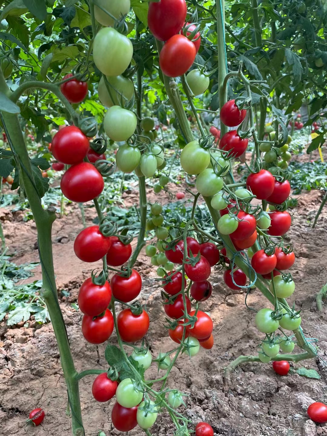 Rio Grande Tomatoes Cherry Tomatoes Seeds