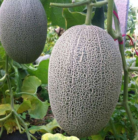 Sweet F1 Oval Green Hami Seeds