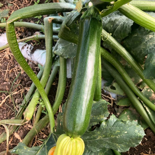 Summer Early Hybrid Dark Green Squash/Zucchini Seeds