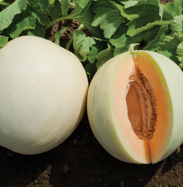 HFSM010 Round White Hami Seeds