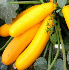 Chinese Yellow Skin Hybrid Squash/Zucchini Seeds,summer squash