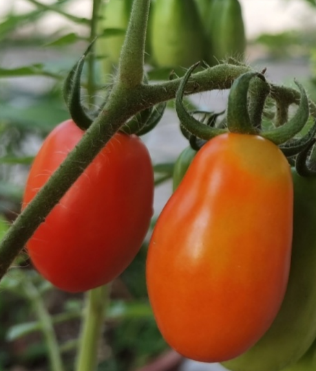 High Yield Oval Tomato Seeds