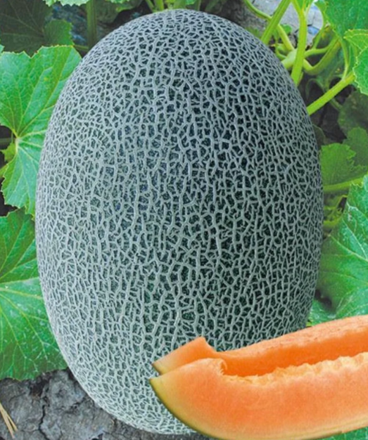 Sweet F1 Oval Green Hami Seeds