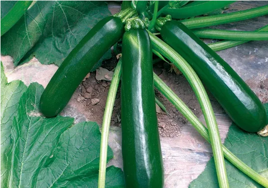 Summer Early Hybrid Dark Green Squash/Zucchini Seeds