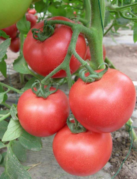 Determinate F1 Hybrid Big Red Tomato Seeds