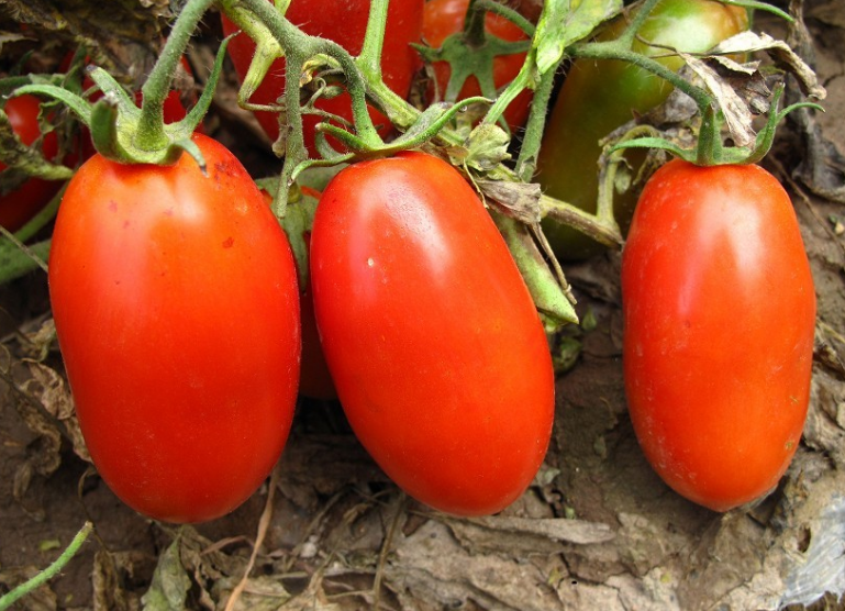 High Yield Oval Tomato Seeds