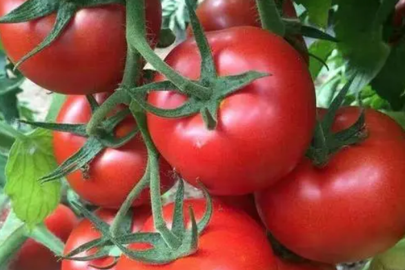 Determinate F1 Hybrid Big Red Tomato Seeds