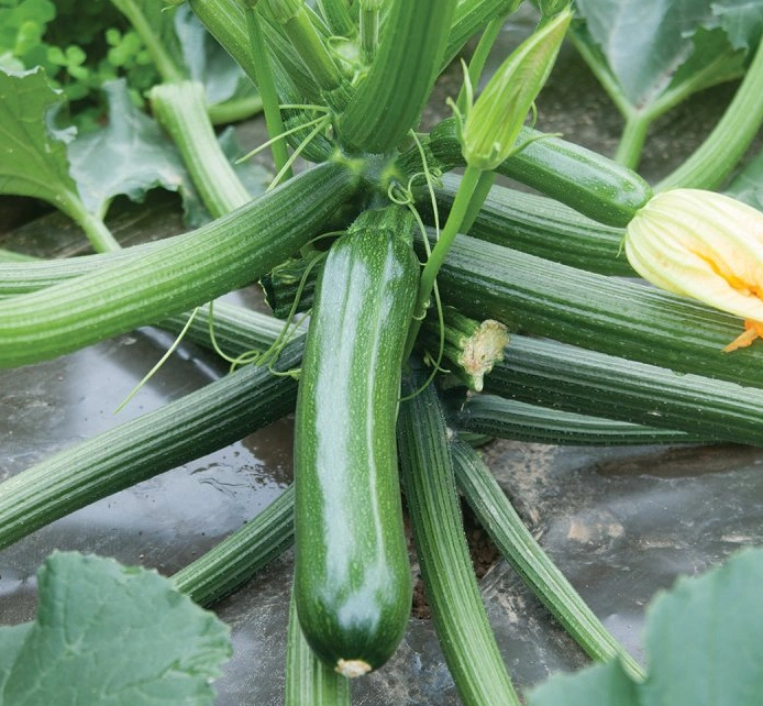 Summer Early Hybrid Dark Green Squash/Zucchini Seeds