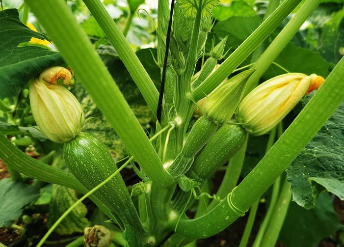 Chinese F1 Hybrid Green Summer Lamp Squash /Zucchini Seeds