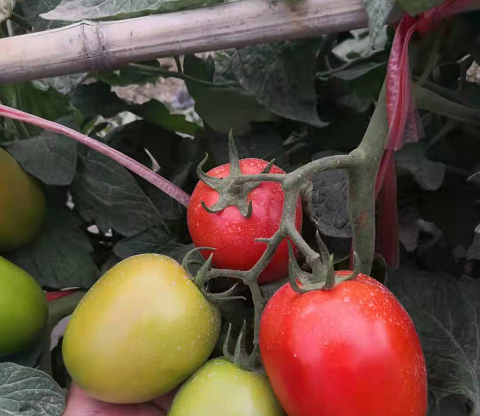 Indeterminate Oval Tomato Seeds