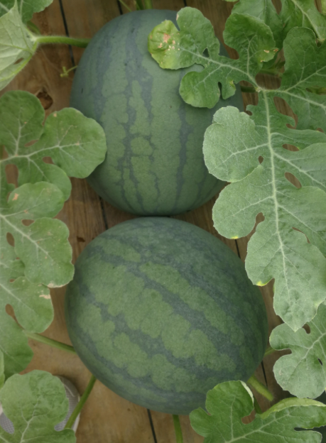 Dark Green Round Watermelon Seed