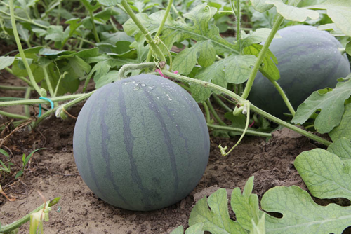 solid dark green watermelon