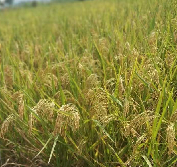 Rice Seed -Three Lines- Best Long Grains Seed