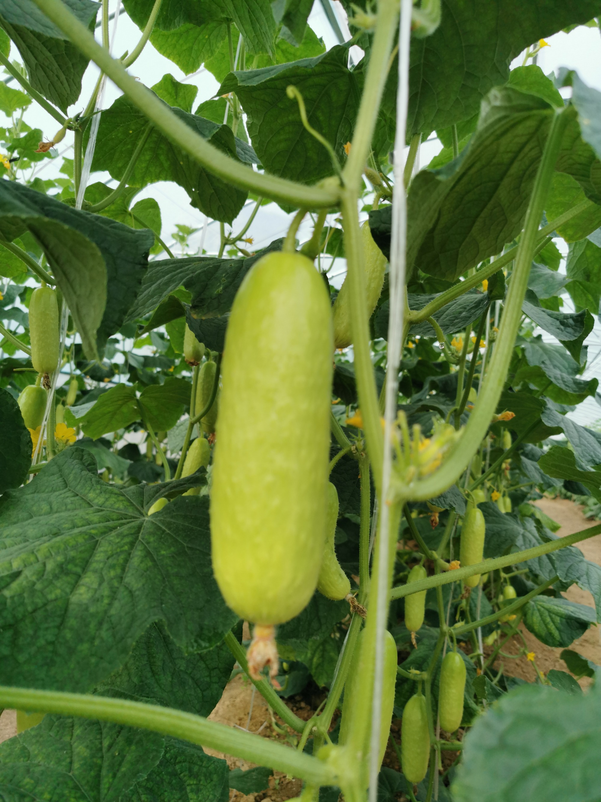 Heat Cold Strong Disease Resistance Spikes Cucumber Seeds