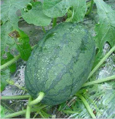 Oblong Dark Green Watermelon Seeds