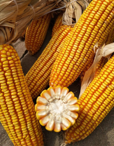 Hfc004 F1 Maize for Grains The Highest Yield Seeds