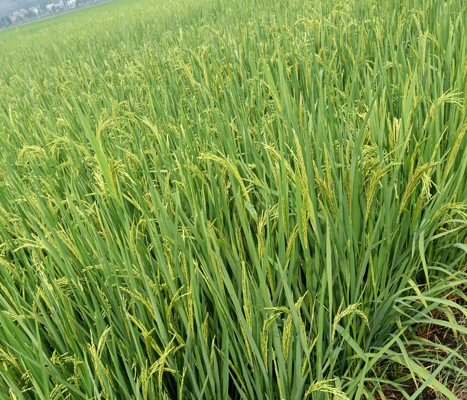 Rice Seed -Two Lines- Good Heat Tolerance, and High Yield