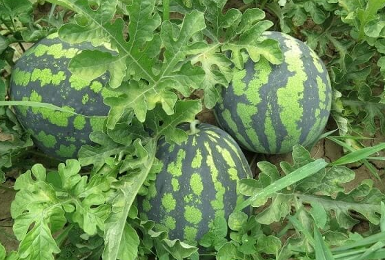 Crimson Sweet Wide Strips Round Watermelon Seeds