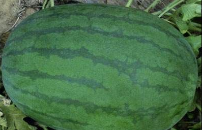Oblong Dark Green Watermelon Seeds