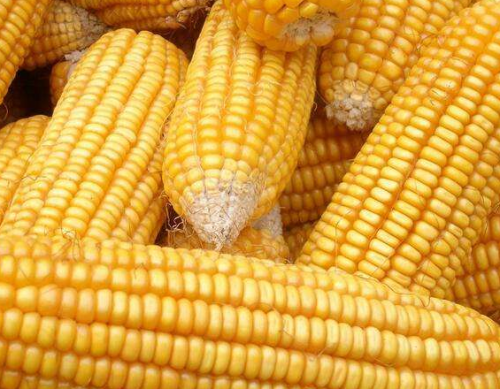 Hfc004 F1 Maize for Grains The Highest Yield Seeds