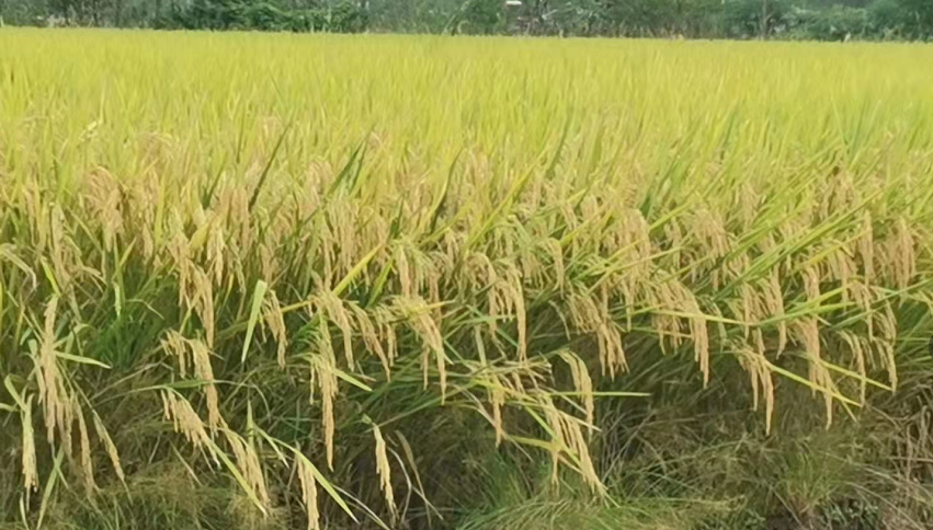 Rice Seed -Two Lines- Best Heat Tolerance