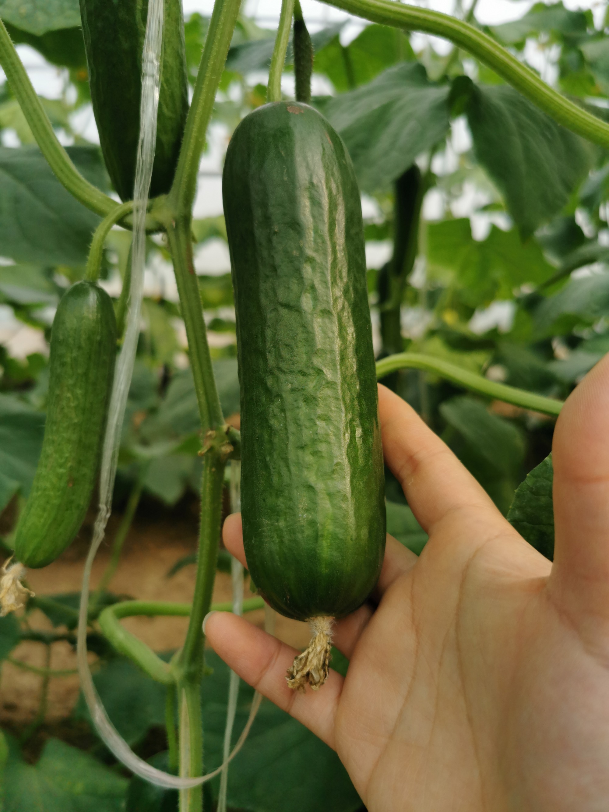 Slicing Fruit Type Cucumber Seeds