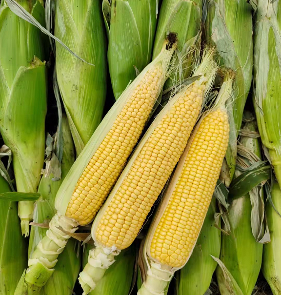 Super Sweet Yellow Corn Seeds