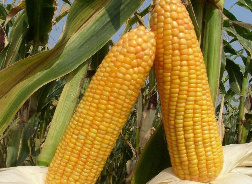 Waxy Yellow Corn Seeds