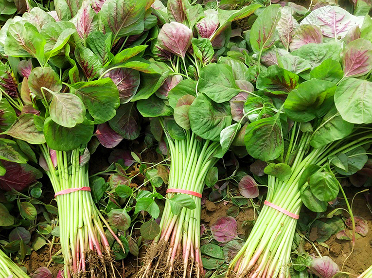 a little red leeks Amaranthus tricolor seeds