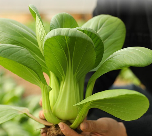 Shanghai Heat Resistant 605 Cole Rape Seeds Chinese Vegetable Seeds