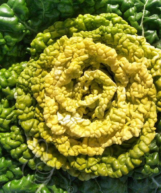 High Cold Resistance Yellow Heart Cabbage Chinese Veggetable Seeds