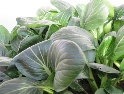 Suzhou Green Cole Rape Seeds Chinese Vegetable Seeds
