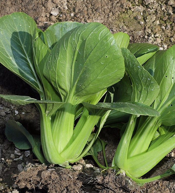 Shanghai Heat Resistant 605 Cole Rape Seeds Chinese Vegetable Seeds