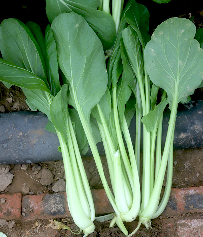 Heat Resistance Fast Growth Long White Stem Chinese Cabbage Seeds