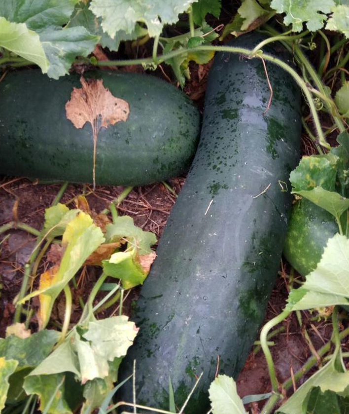 Mojiang Hybrid Black Skin White Gourd Seeds Chinese Watermelon Seeds ...