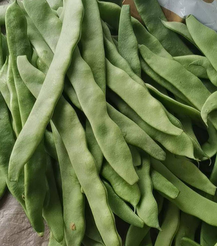 Early maturity disease resistance high yield short bean seeds