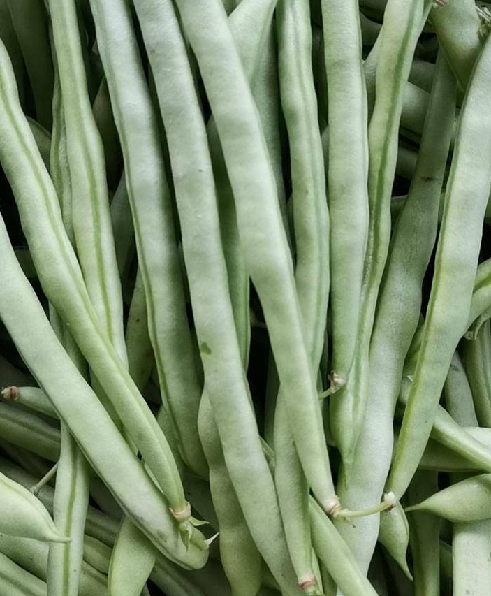 Almighty Bean King bean seeds