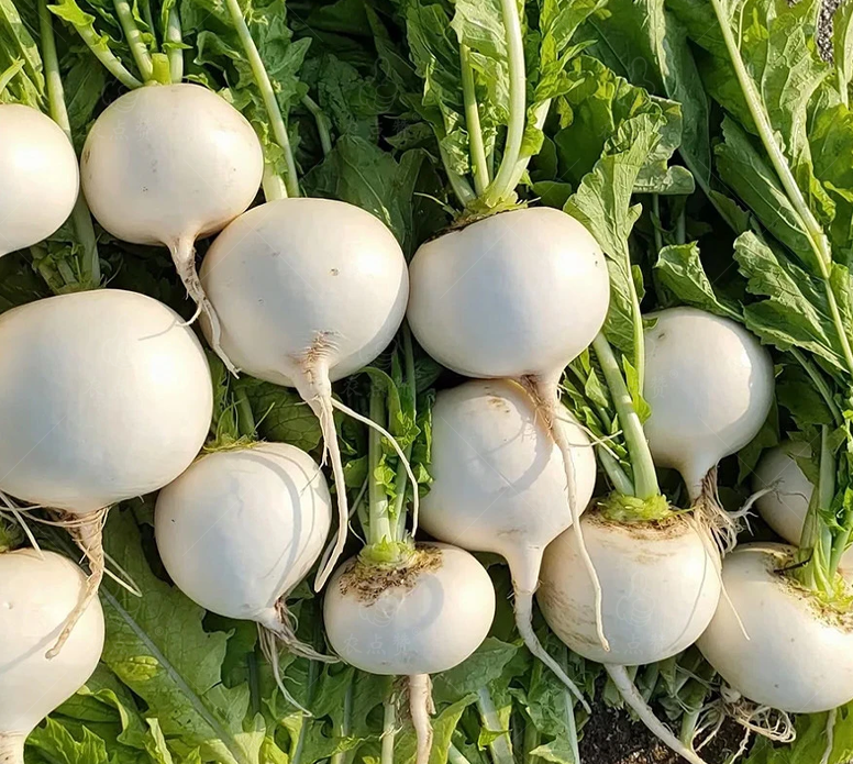 Excellent Quality Seeds Crisp High Yield Round White Radish Seeds