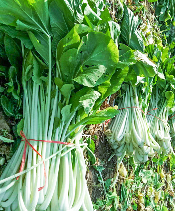 Heat Resistance Fast Growth Long White Stem Chinese Cabbage Seeds